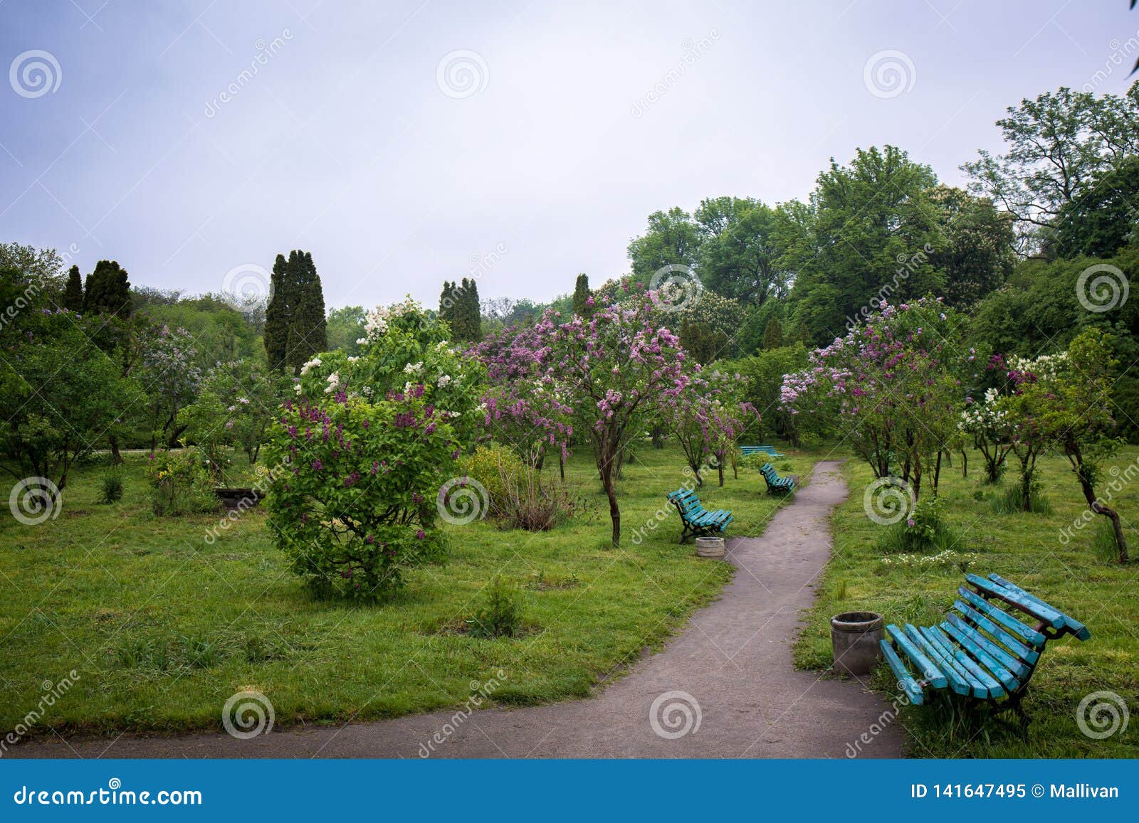 Bench in the lilac garden stock image. Image of garden - 141647495