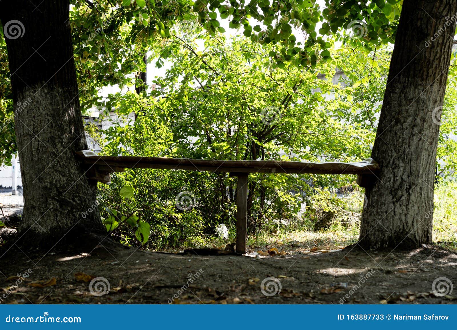 A Bench Made between Two Trees Stock Image - Image of tree, bamboo ...