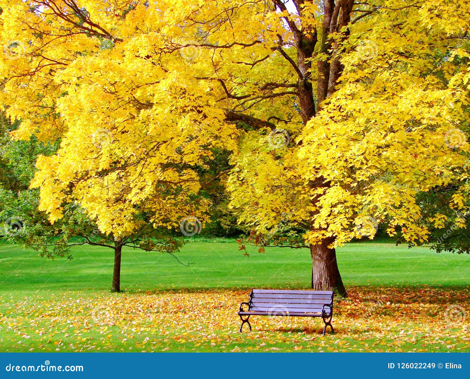Bench and Maple in City Park in Autumn Stock Image - Image of fall ...