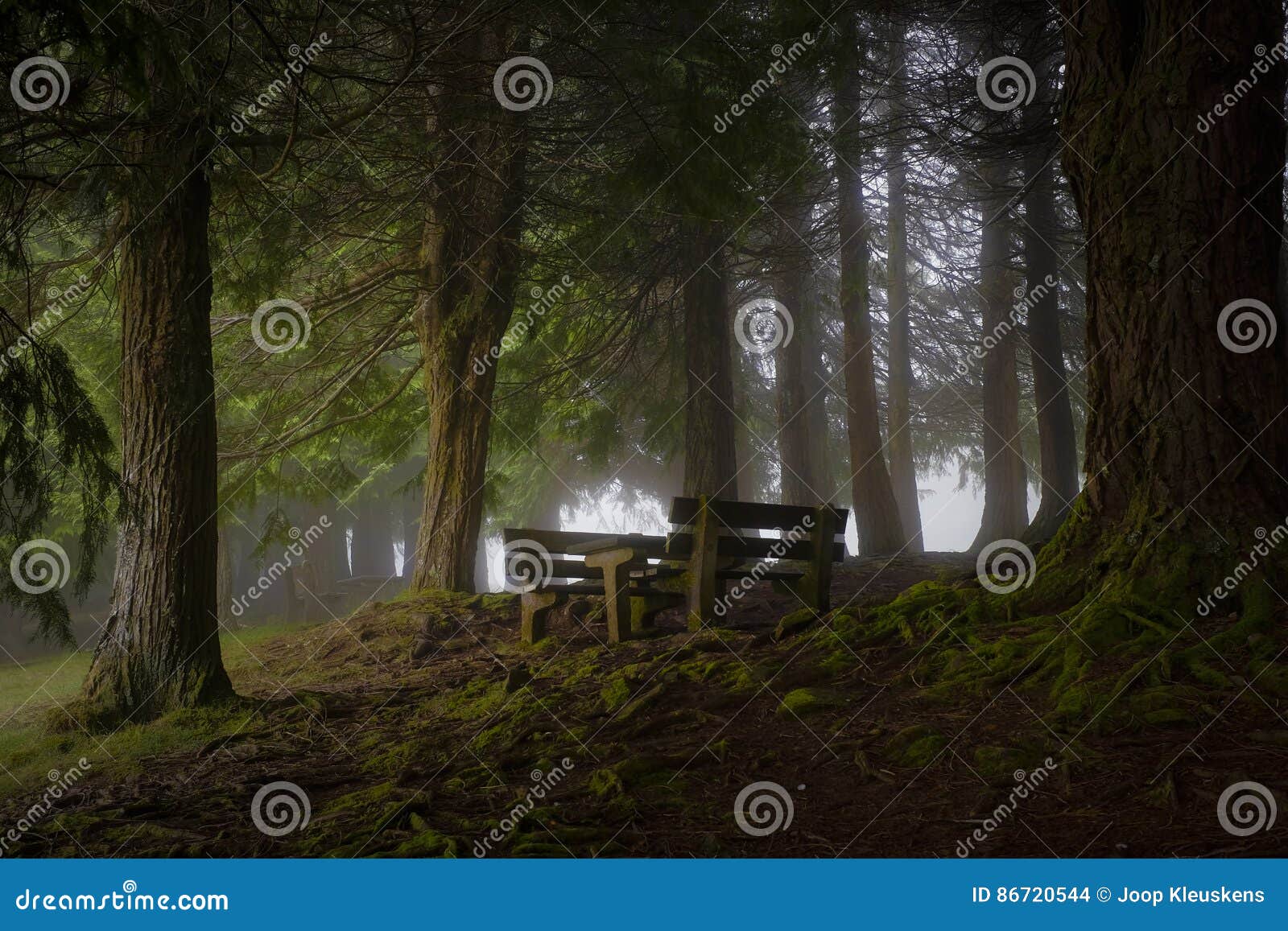 Bench in a misty forest stock photo. Image of dense, mist - 86720544