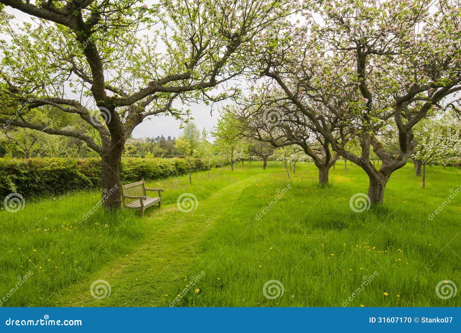 Bench in orchard garden stock photo. Image of gardening - 31607170