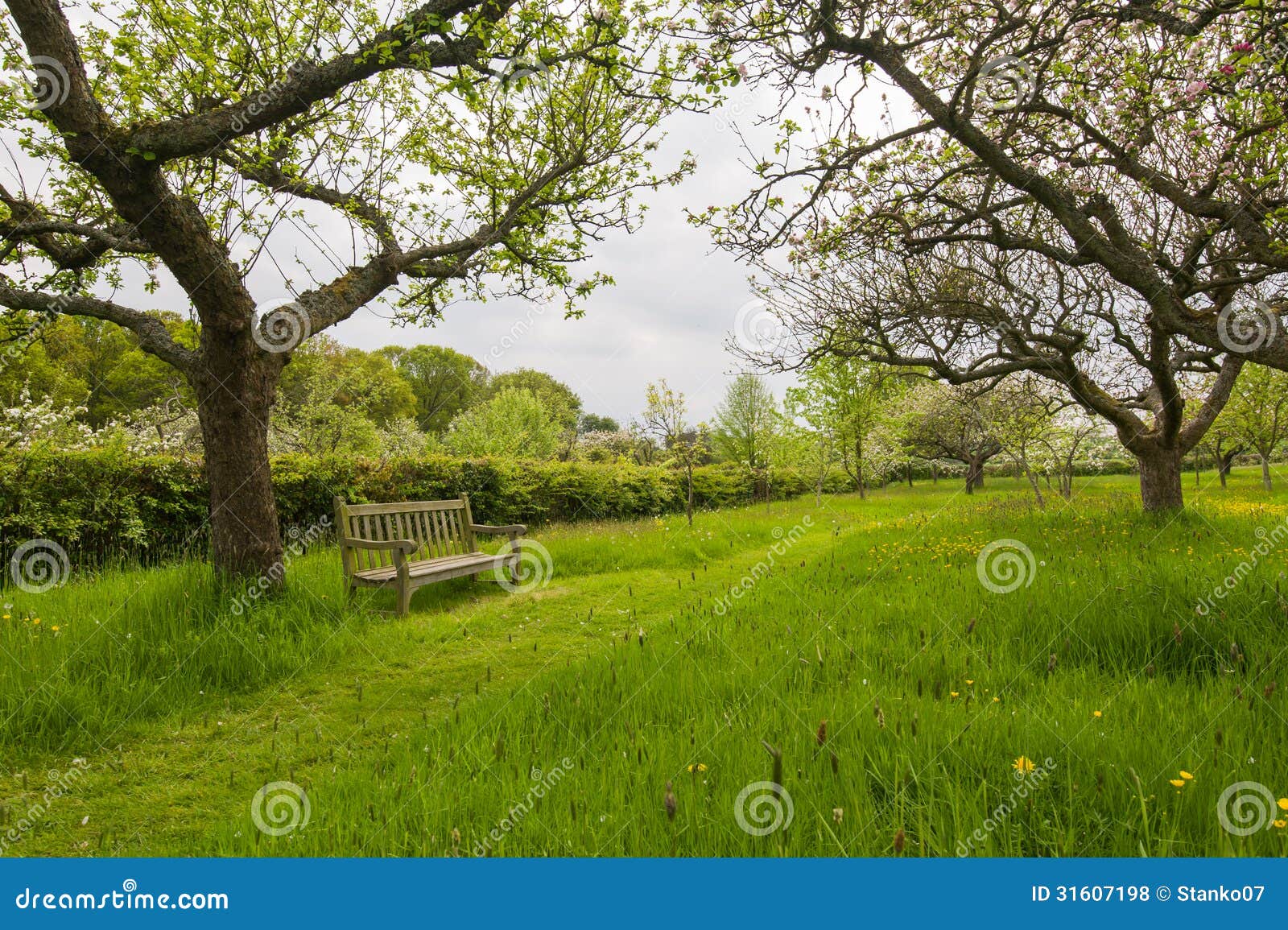 Bench in orchard garden stock photo. Image of idyllic - 31607198