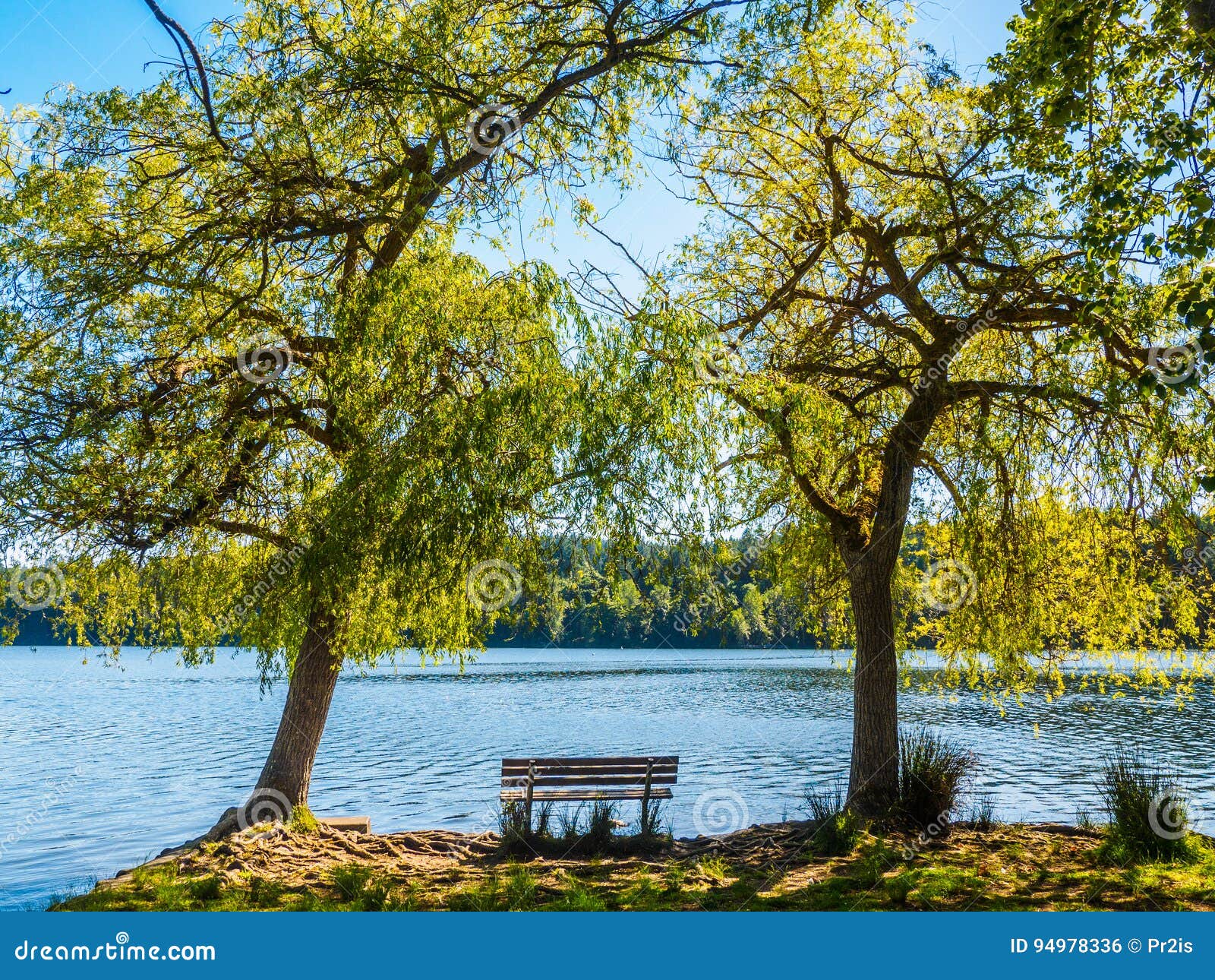 Bench Overlooking a Lake between Two Large Trees Stock Photo - Image of ...