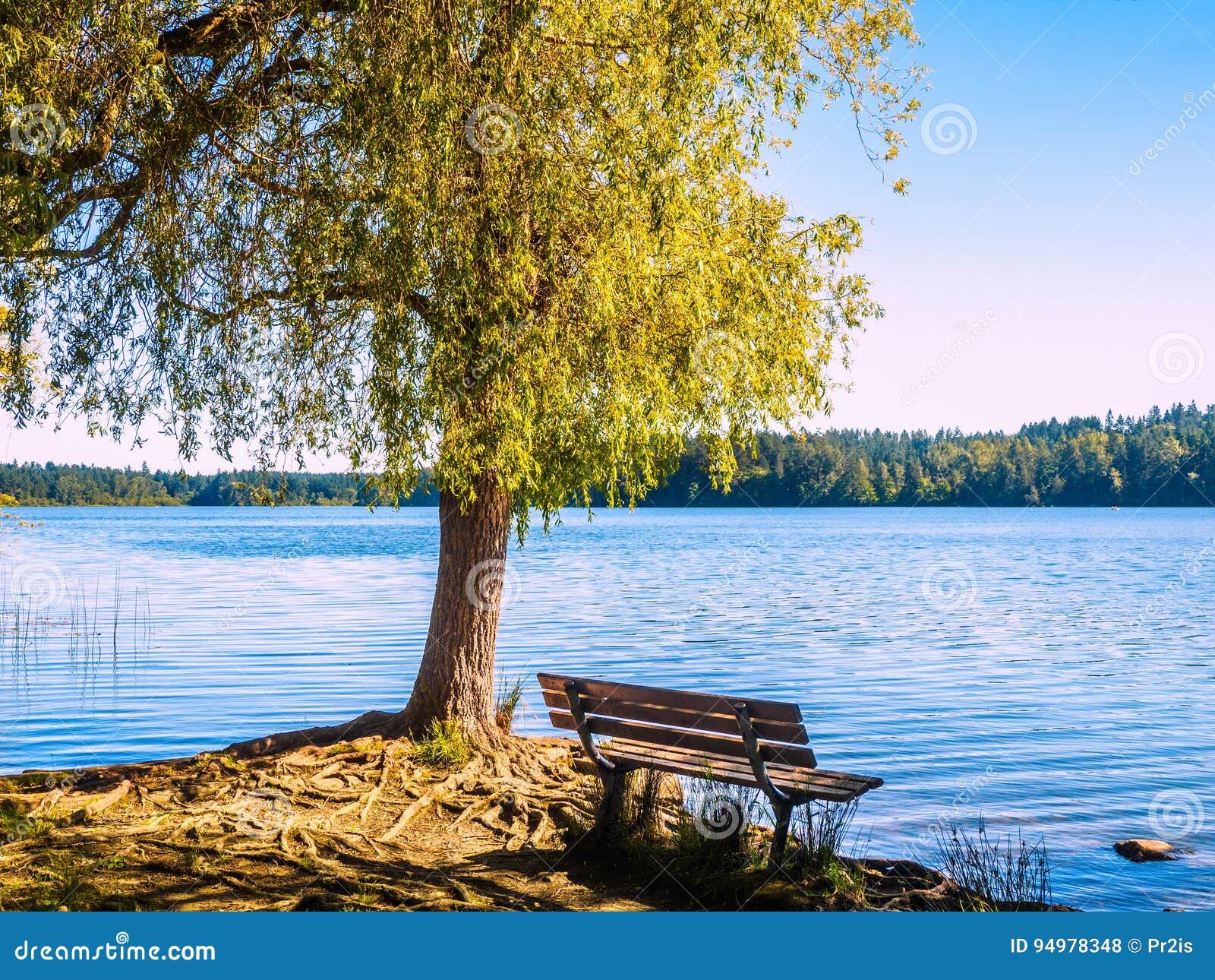 Bench Overlooking a Lake Under the Large Tree Stock Photo - Image of ...
