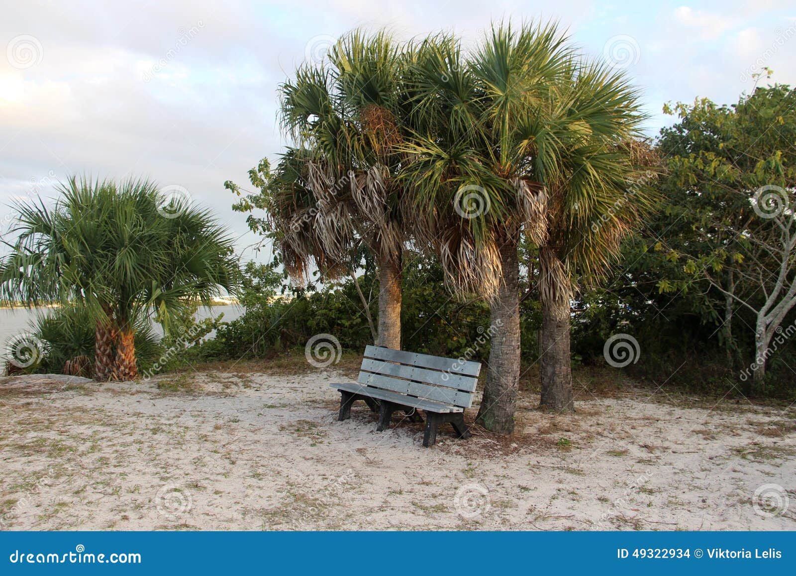 Bench among palm trees stock photo. Image of florida - 49322934