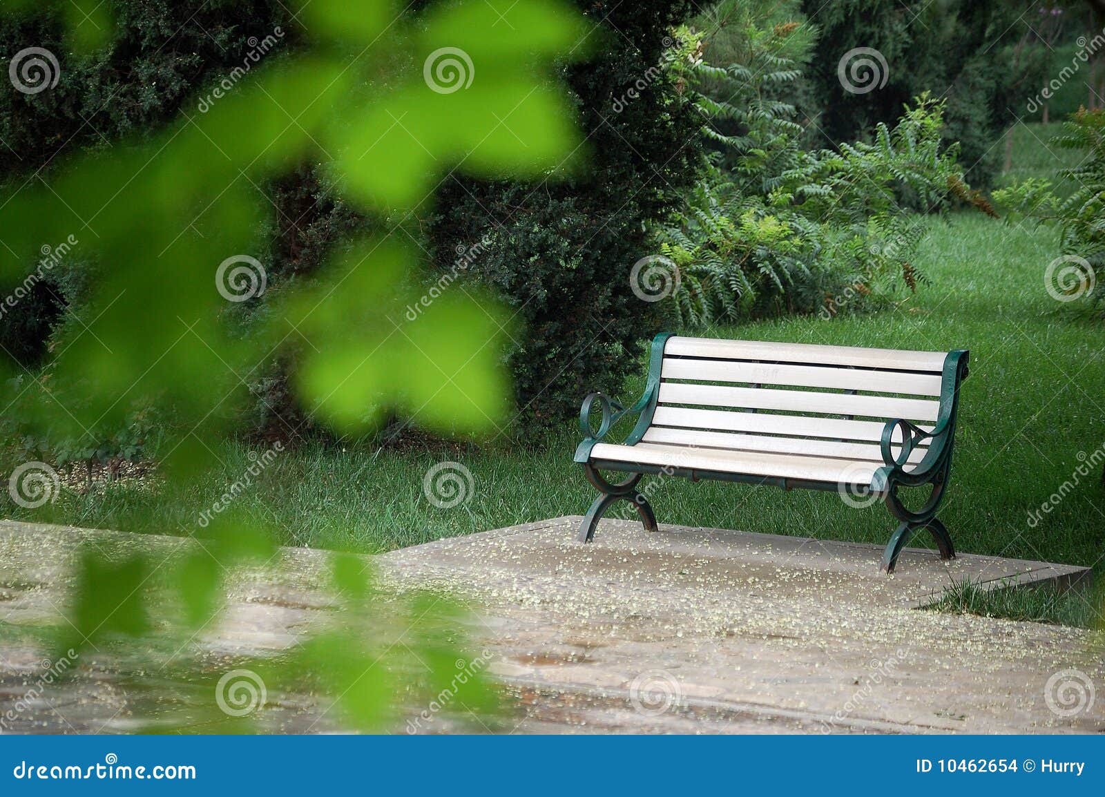 Bench in a park stock photo. Image of plant, garden, meadow - 10462654