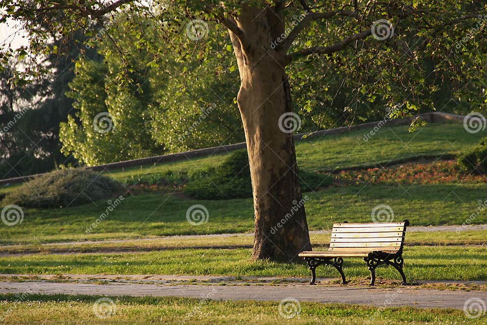 Bench in the park stock image. Image of relax, park, beautiful - 14939907