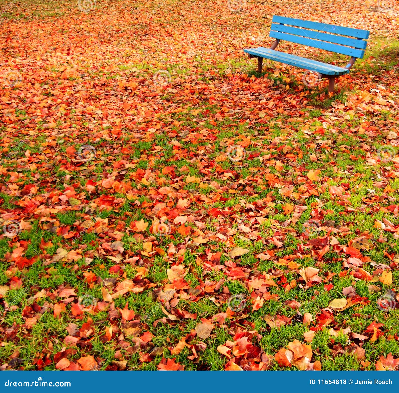 Bench park autumn leaves stock photo. Image of autumn - 11664818