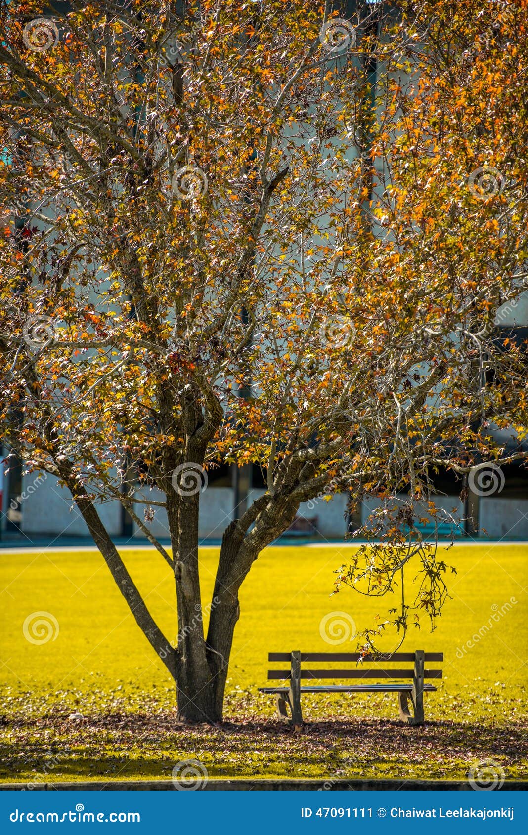Bench in Park Autumn Season. Stock Image - Image of outdoors, garden ...