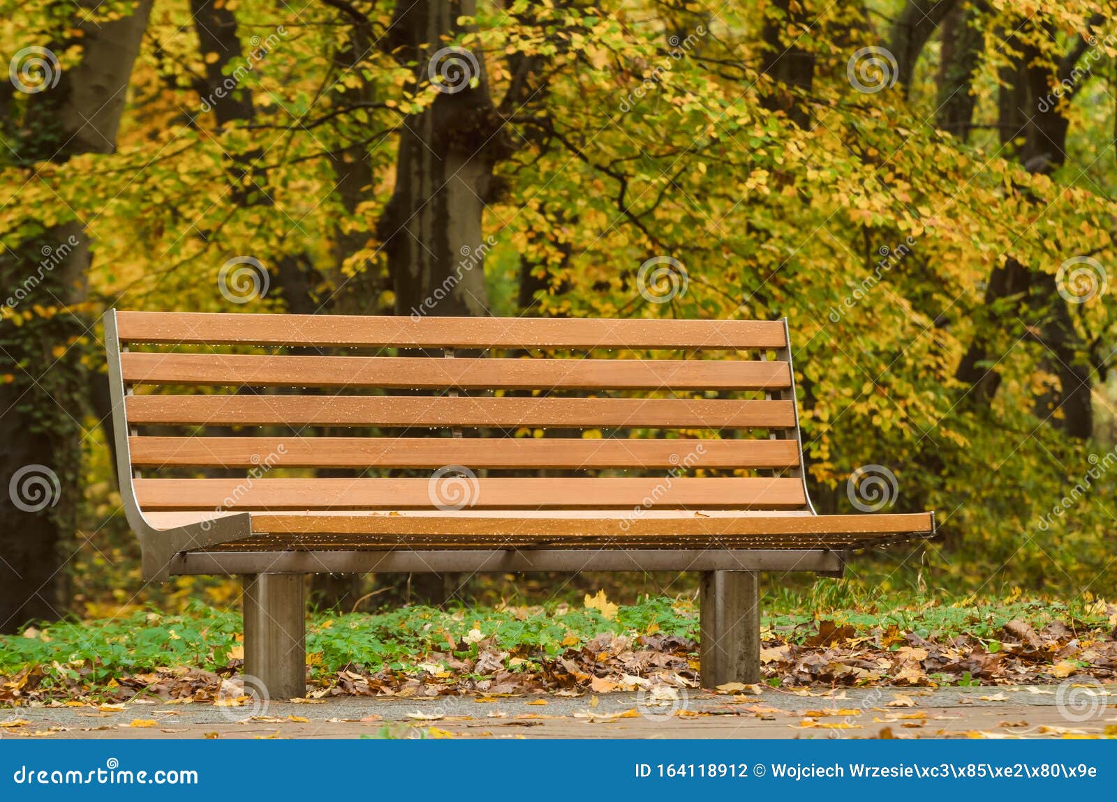 BENCH in the PARK stock photo. Image of leaf, autumn - 164118912
