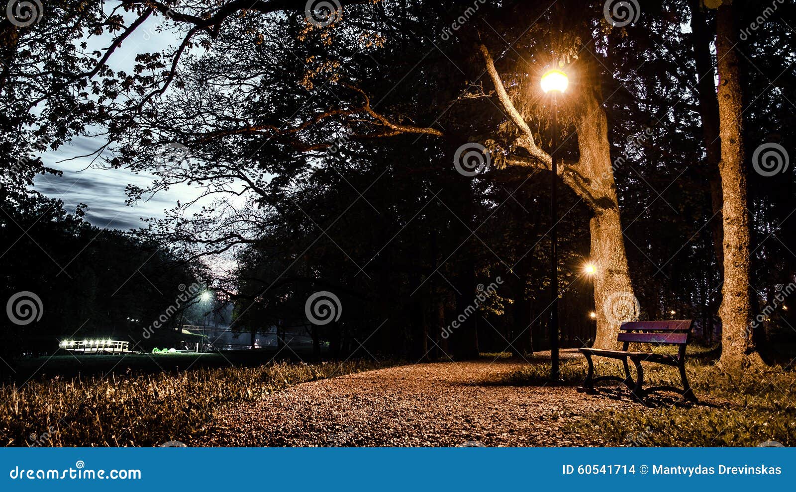 Bench in the park stock photo. Image of forest, walking - 60541714