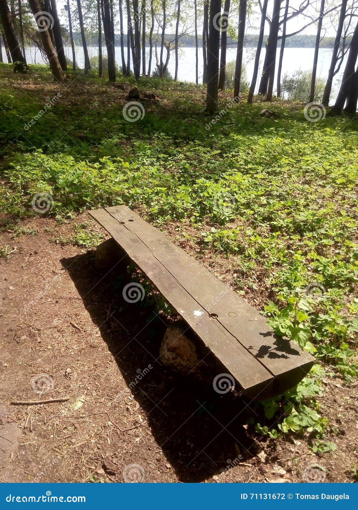 Bench in the park. stock photo. Image of nature, park - 71131672