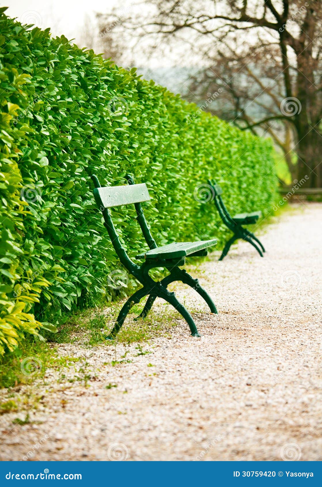Bench in Park on Road with Green Bushes Stock Photo - Image of grass ...