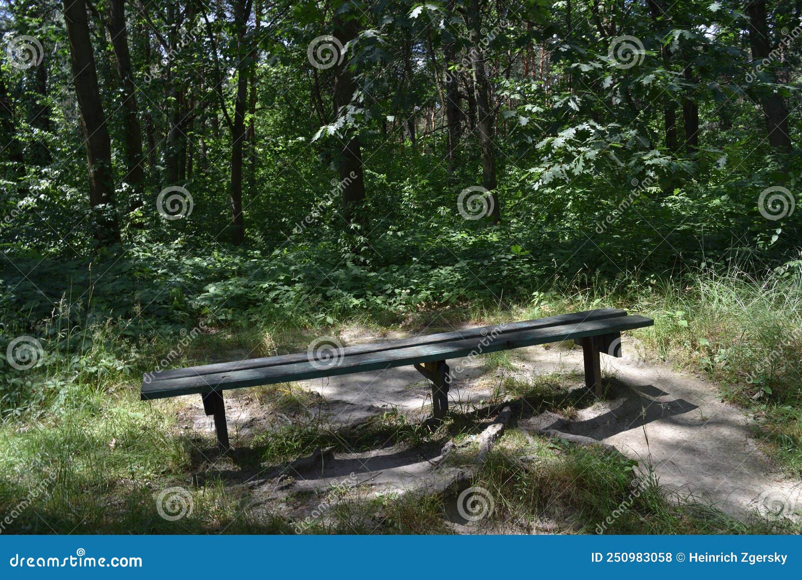 Bench in the Forest for Rest Stock Photo - Image of trees, table: 250983058
