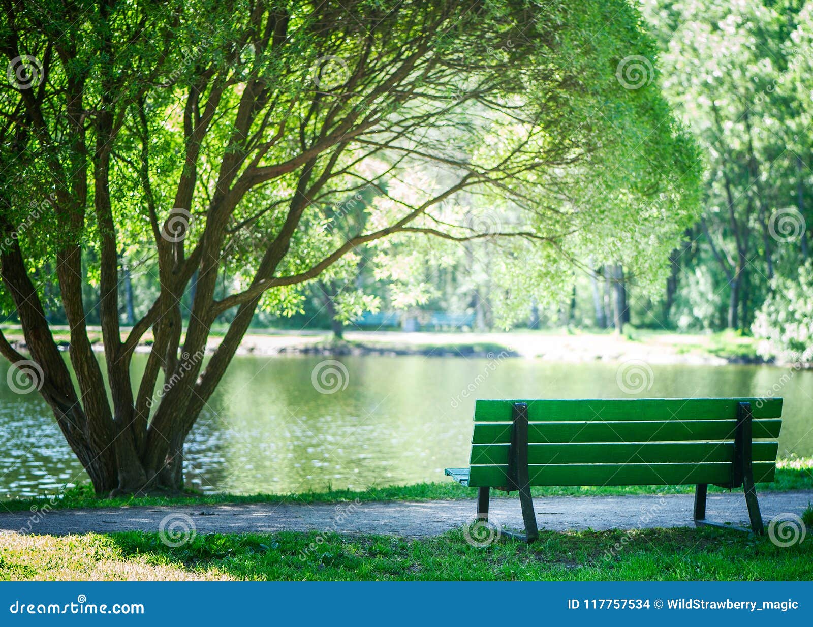 Bench in the Park Under a Beautiful Tree, Summer, Spring. Theme Stock ...