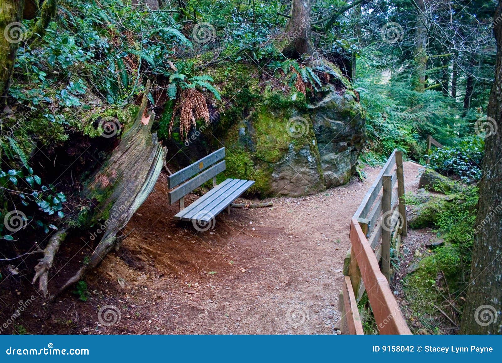 Bench on Path, Snoqualmie Forest Stock Photo - Image of pacific ...
