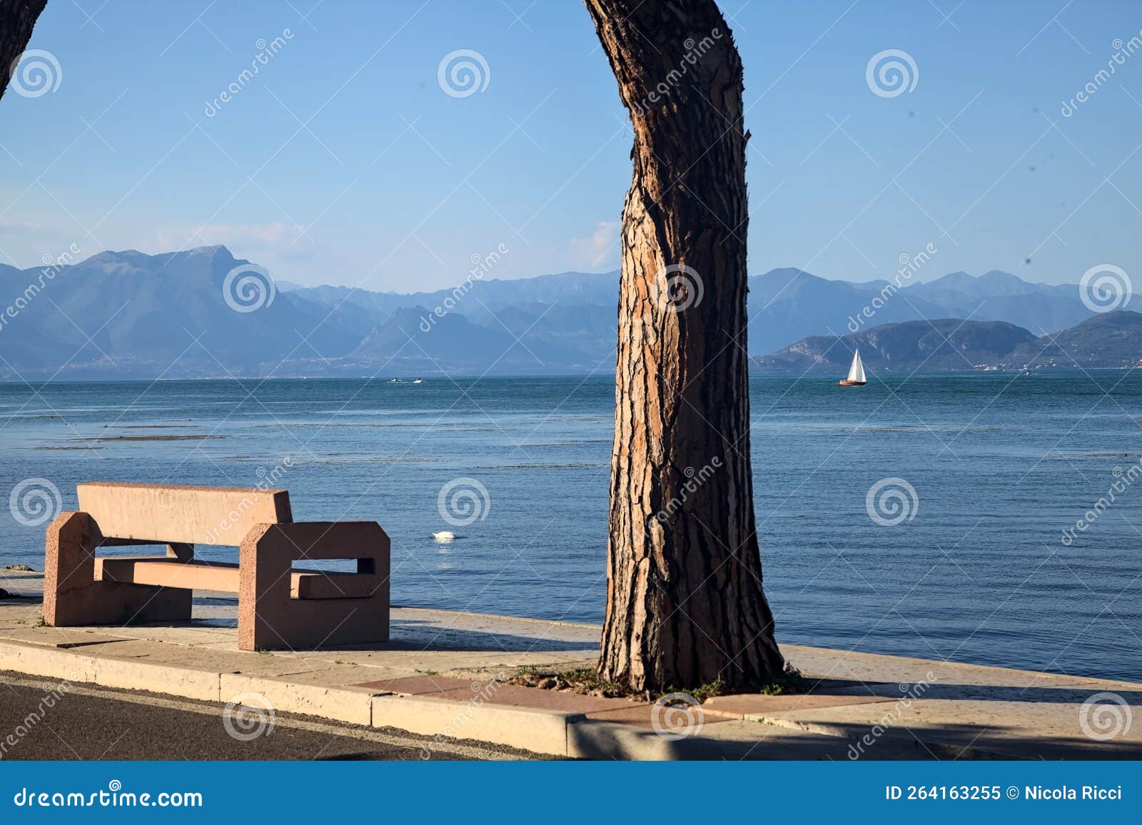 Bench on the Pavement Next To Trees by the Lakeshore on a Sunny Day ...