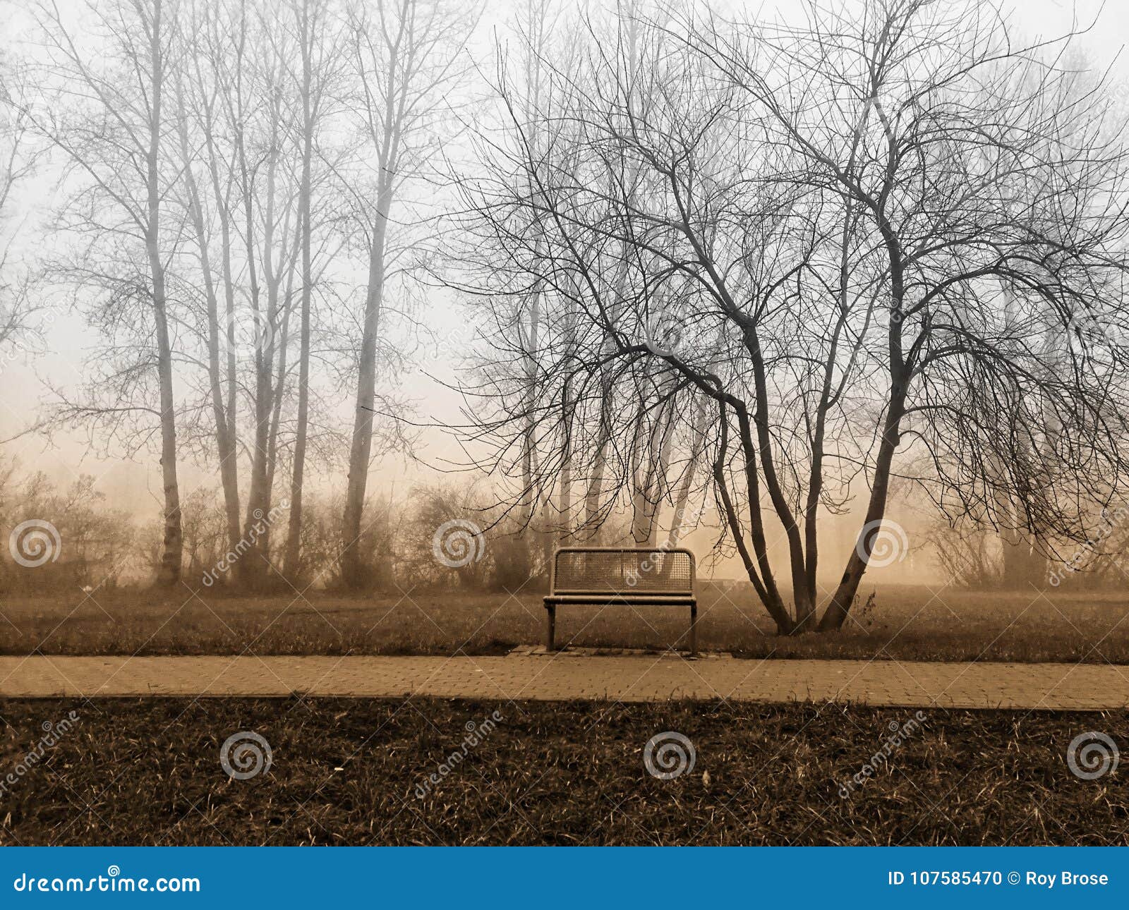 A bench beside a tree stock photo. Image of tree, outdoor - 107585470