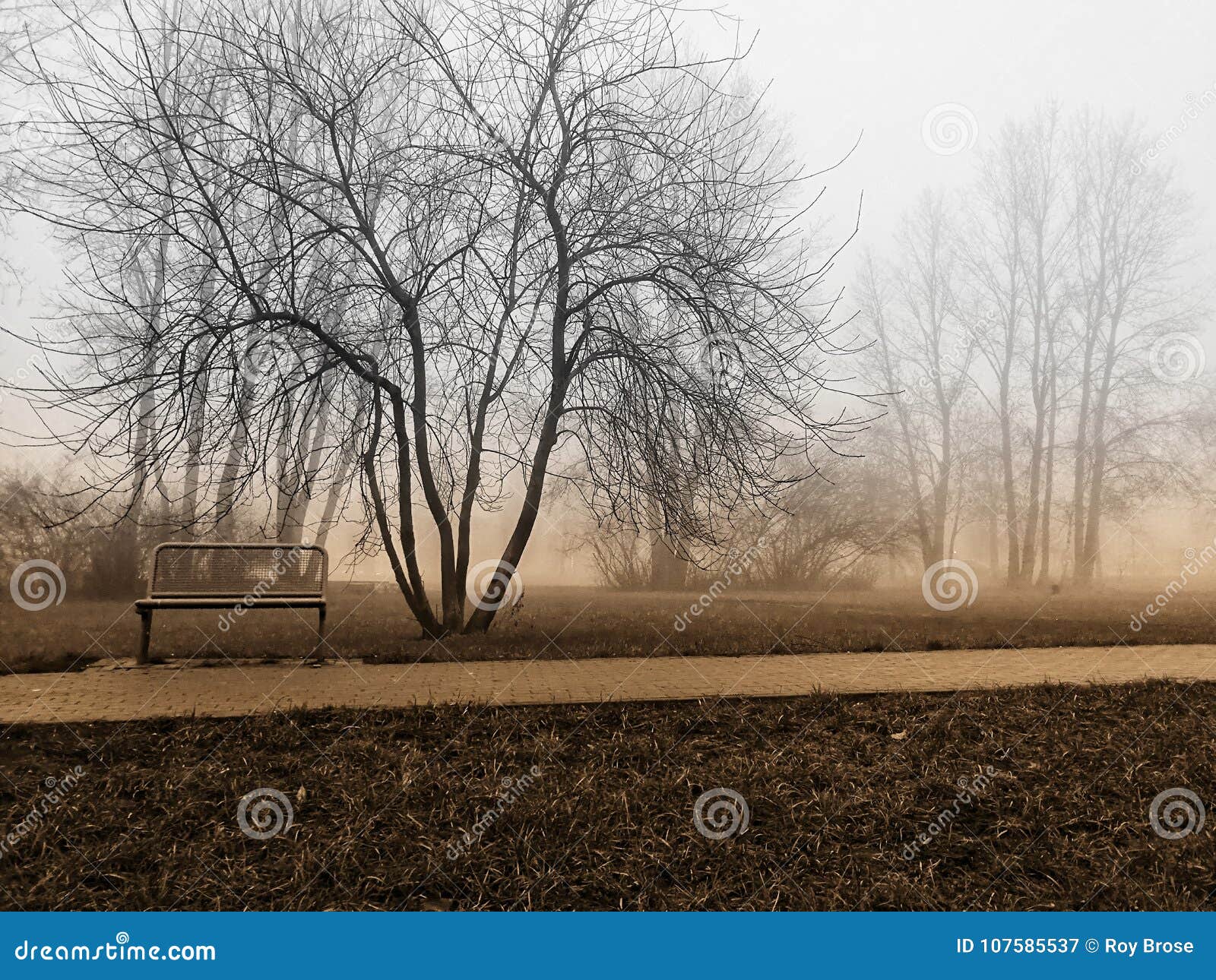A bench beside a tree stock image. Image of tree, season - 107585537