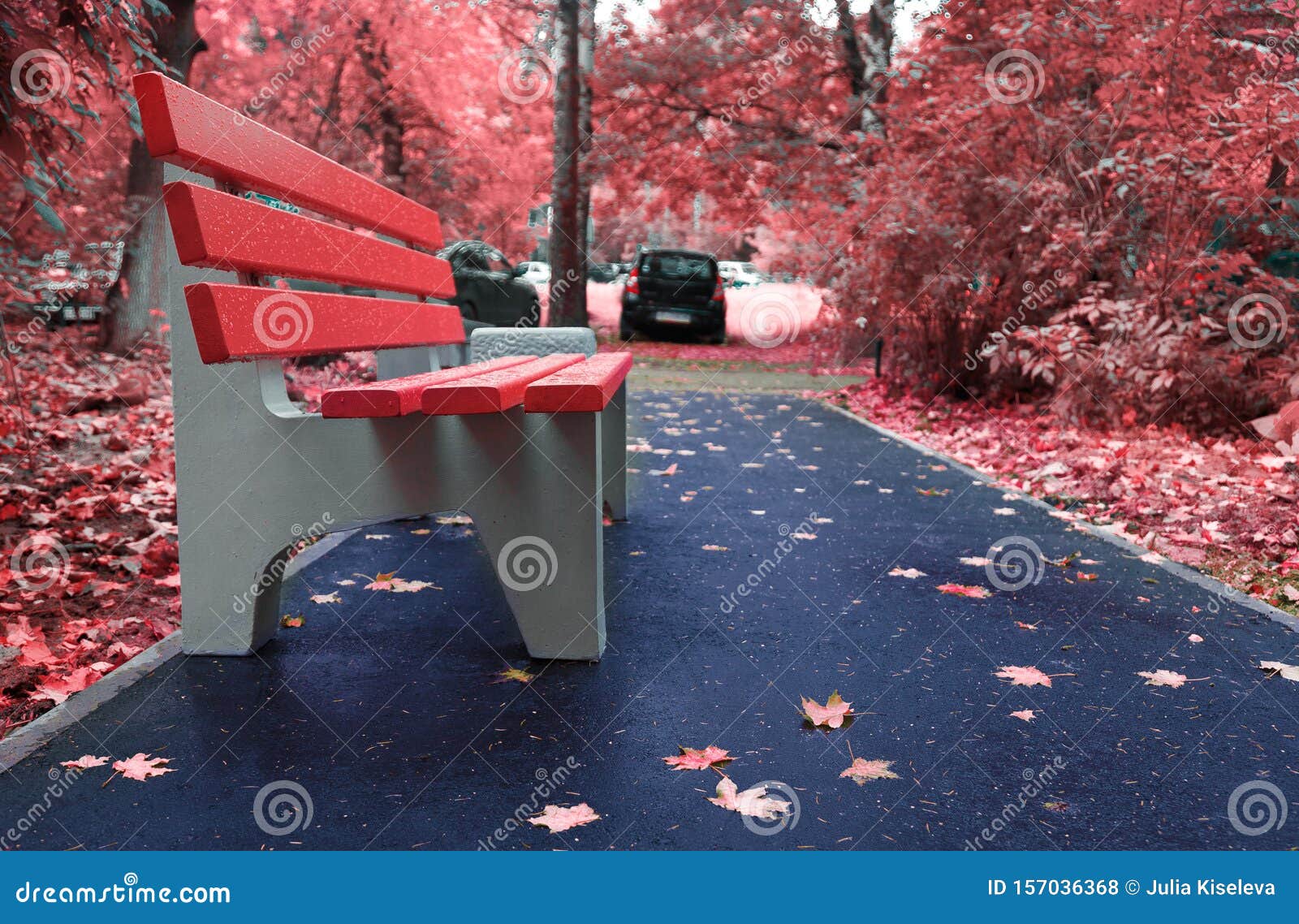 A Bench with Red Maple and Trees in the Park in Autumn Stock Photo ...
