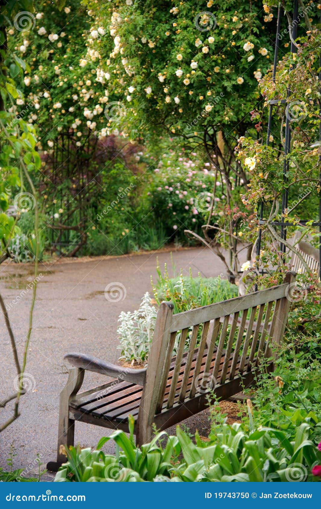 Bench in rose garden stock photo. Image of park, flora - 19743750