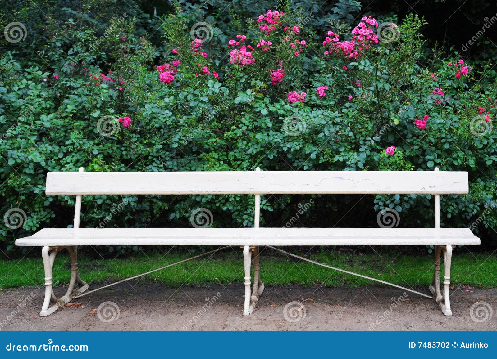 Bench and roses stock photo. Image of summer, calmness - 7483702