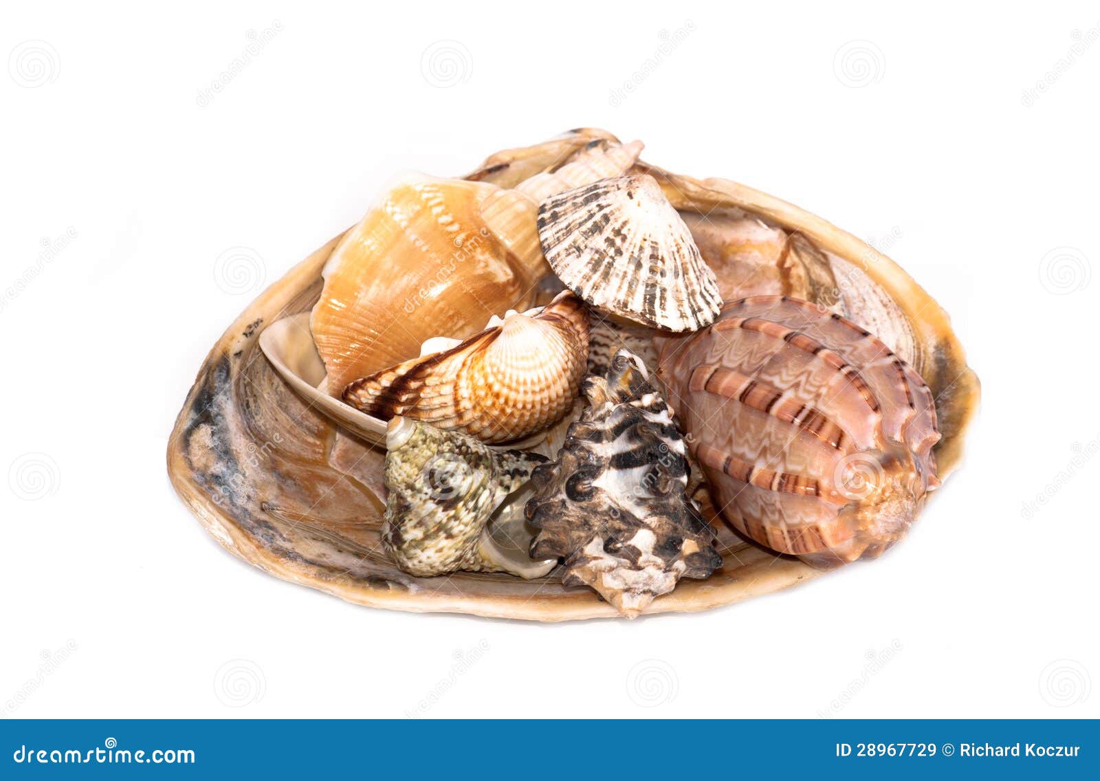 Bench of sea shells stock image. Image of outdoor, coast - 28967729