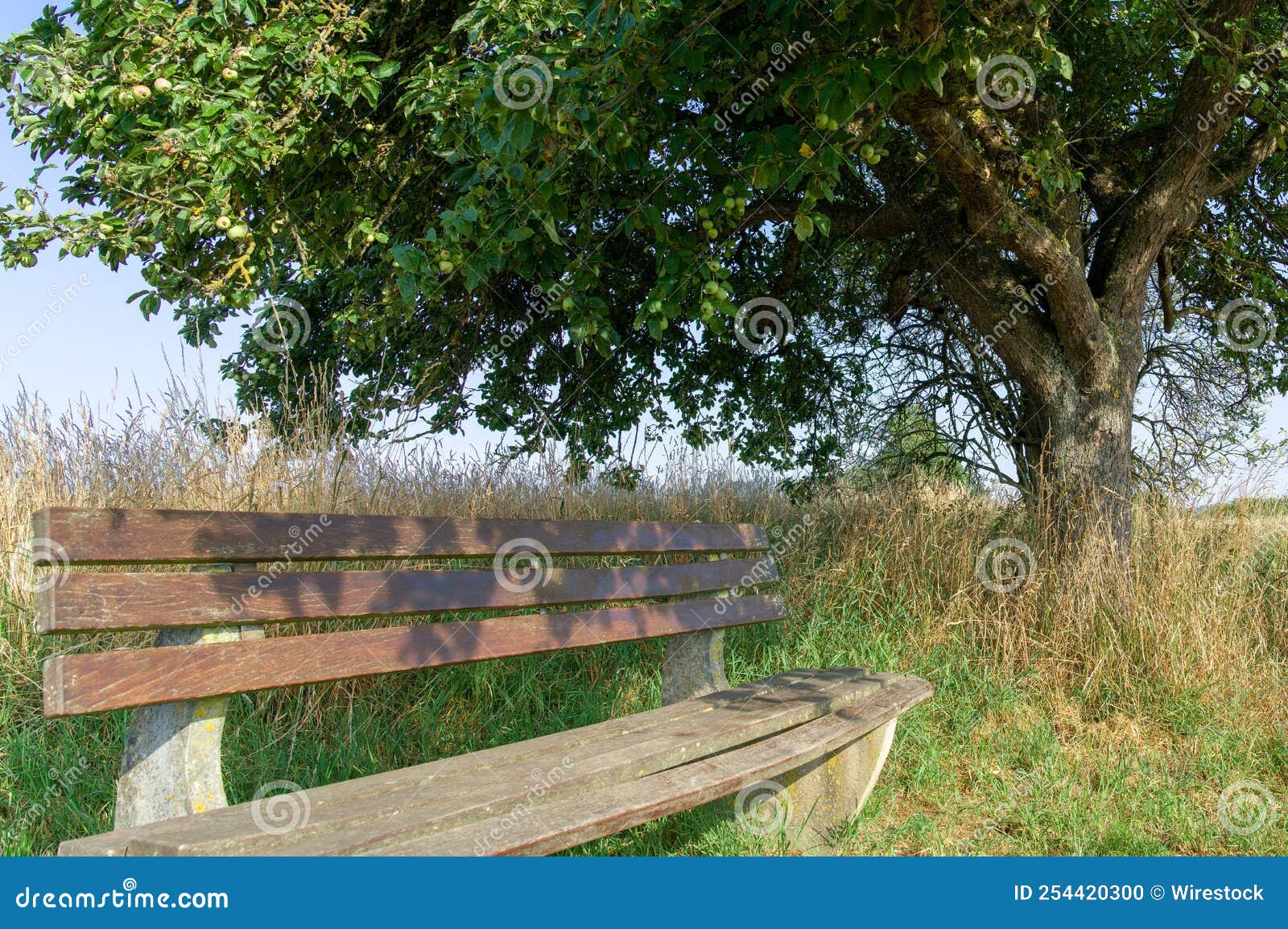 Bench in the shade of tree stock photo. Image of sunny - 254420300