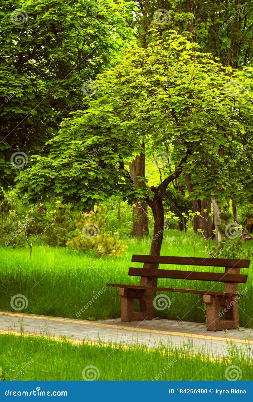 Bench in the Shade of a Tree Stock Photo - Image of bright, relax ...
