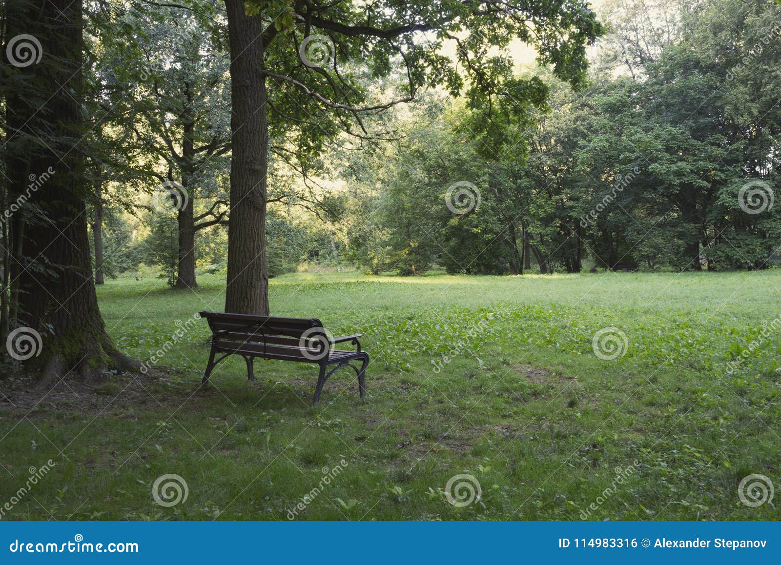 Bench in the Shade Under an Oak Tree. Stock Photo - Image of lush ...