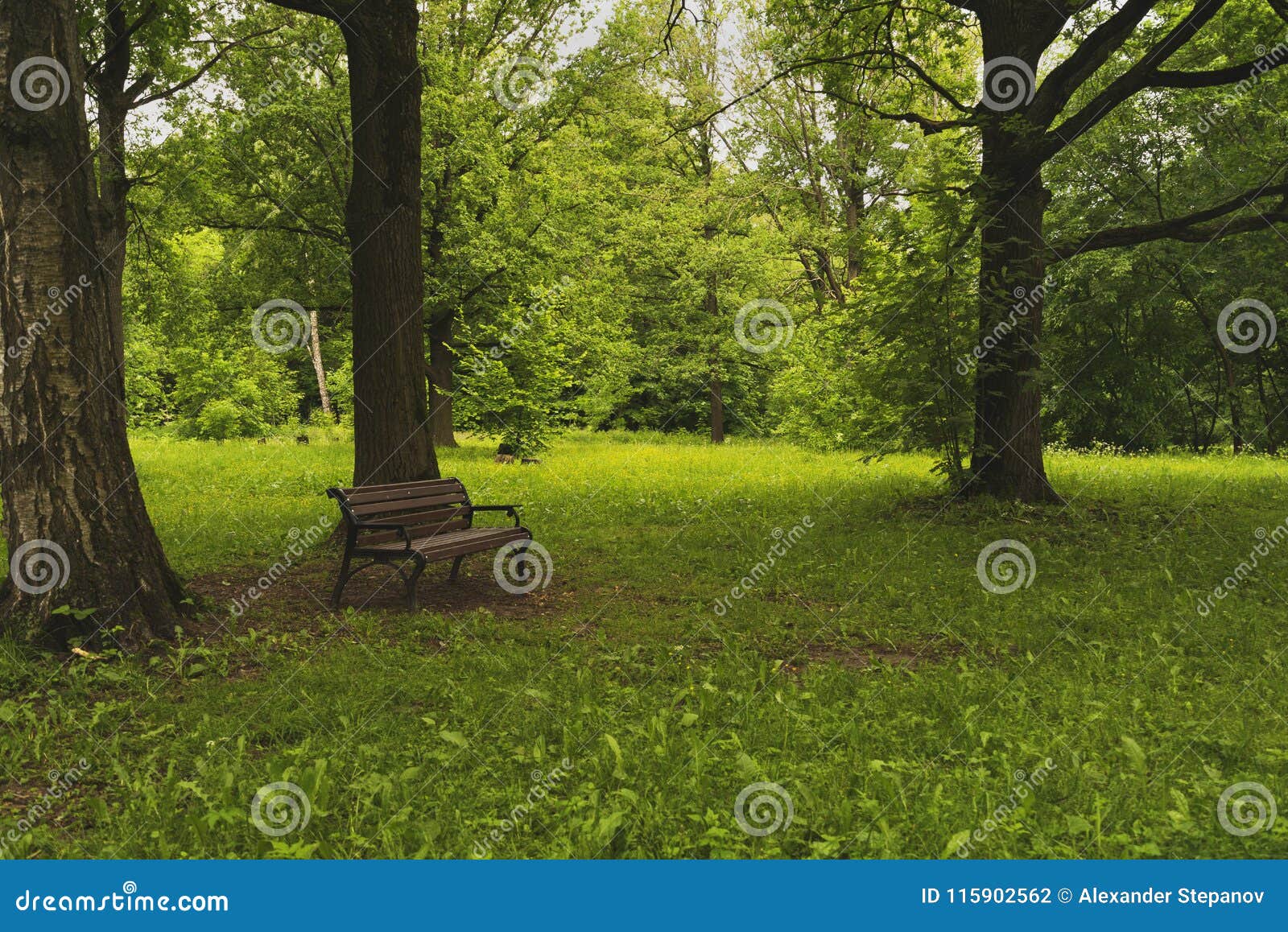 A Bench in the Shade Under a Tree. Stock Photo - Image of shade, green ...