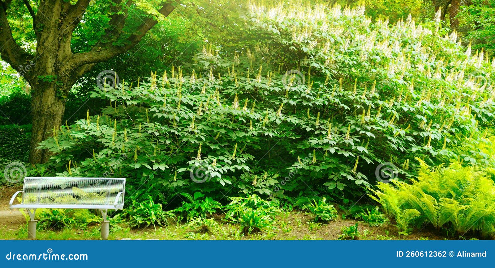 A Bench in a Shady Cozy Park. Wide Photo Stock Photo - Image of fern ...