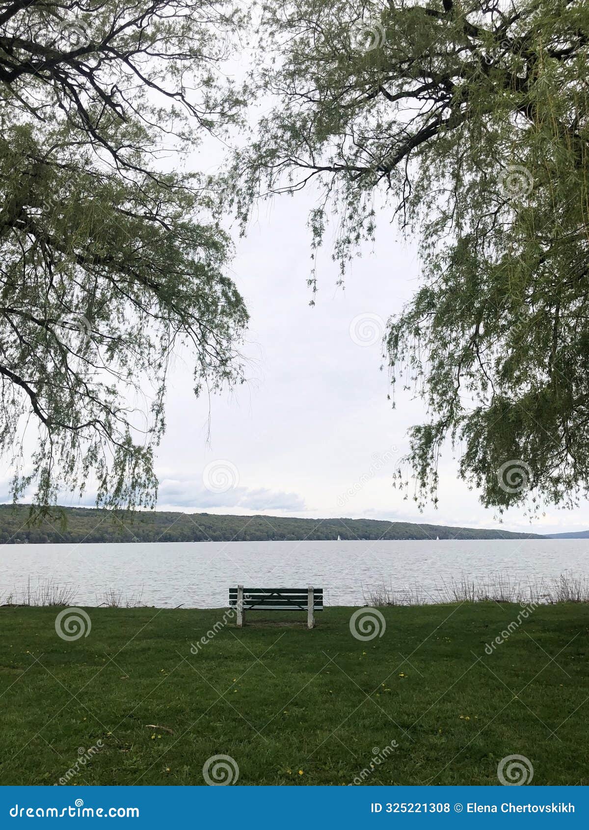 Bench on the Shore of a Lake with a Weeping Willow Tree Stock Photo ...