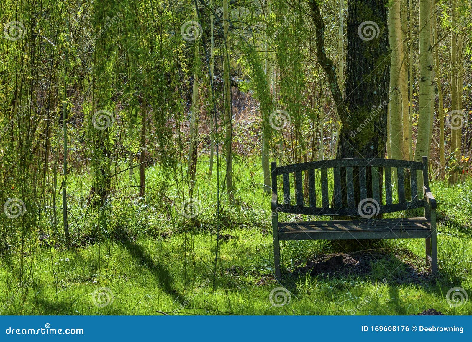 Bench under a willow tree stock photo. Image of plant - 169608176