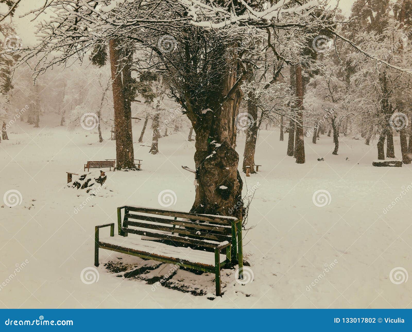 Bench in the Snow Under a Tree. Snowfall. Trees in the Snow Stock Photo ...
