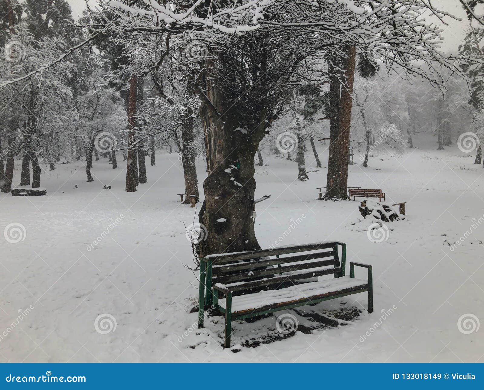 Bench in the Snow Under a Tree. Snowfall. Trees in the Snow Stock Image ...