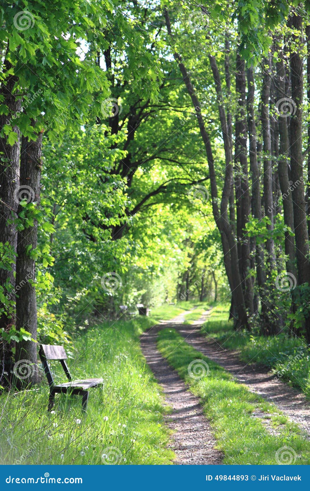 Bench in the spring park stock image. Image of green - 49844893