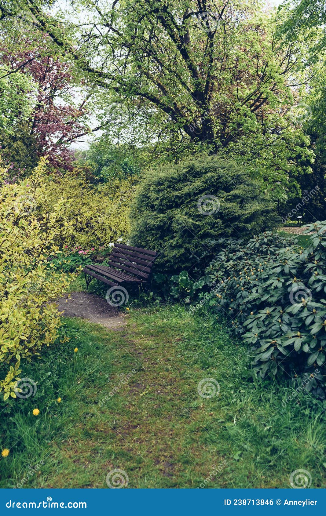 Bench in springtime park stock photo. Image of garden - 238713846