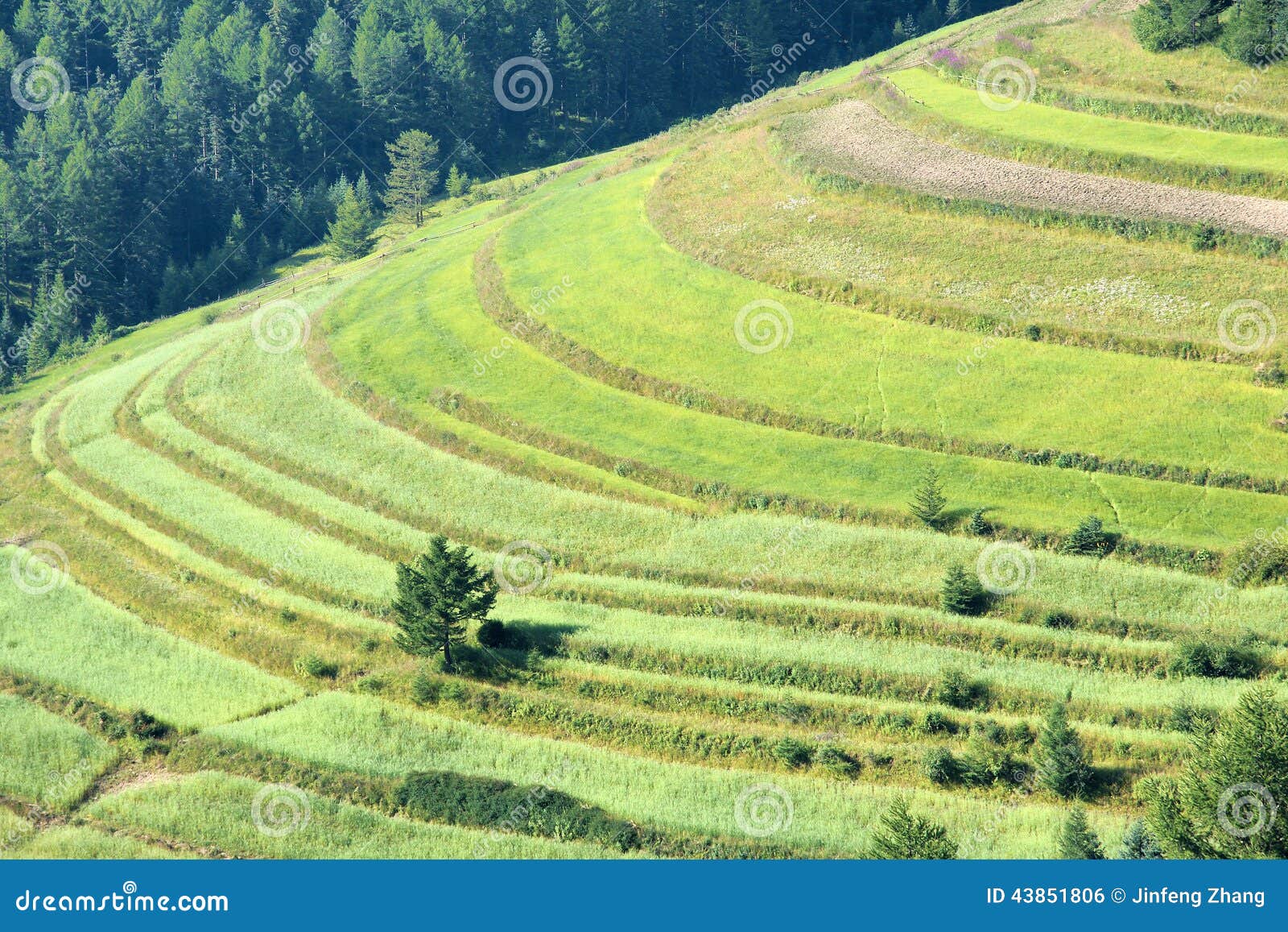 Bench terrace stock photo. Image of scenic, cultivated - 43851806