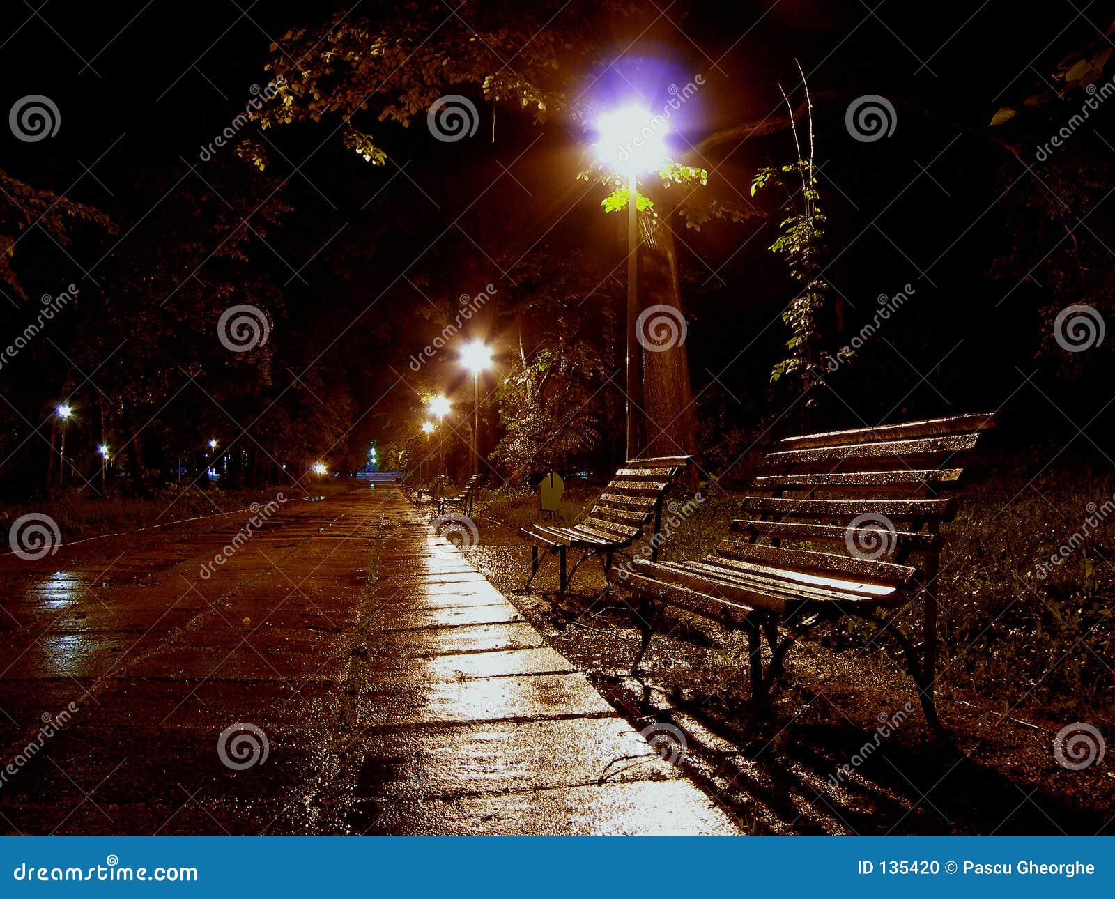 A bench to rain stock photo. Image of garden, tree, mist - 135420