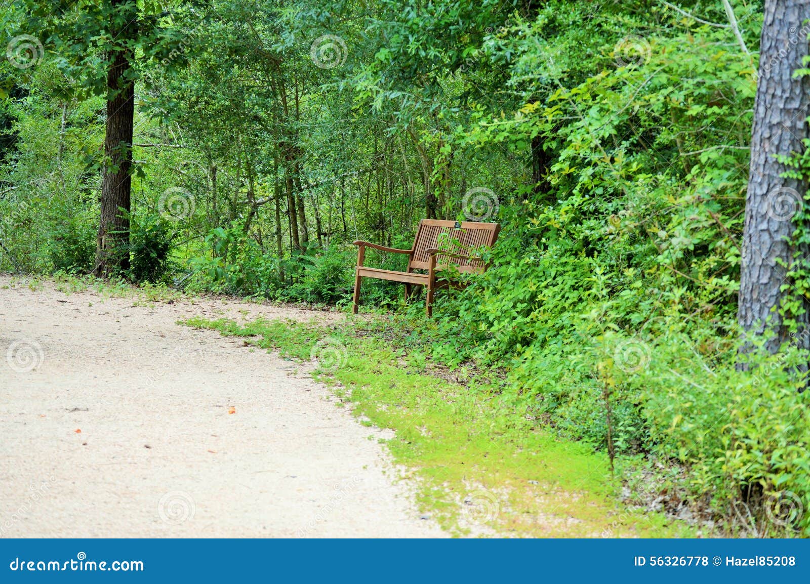 Bench on trail stock photo. Image of path, nature, side - 56326778