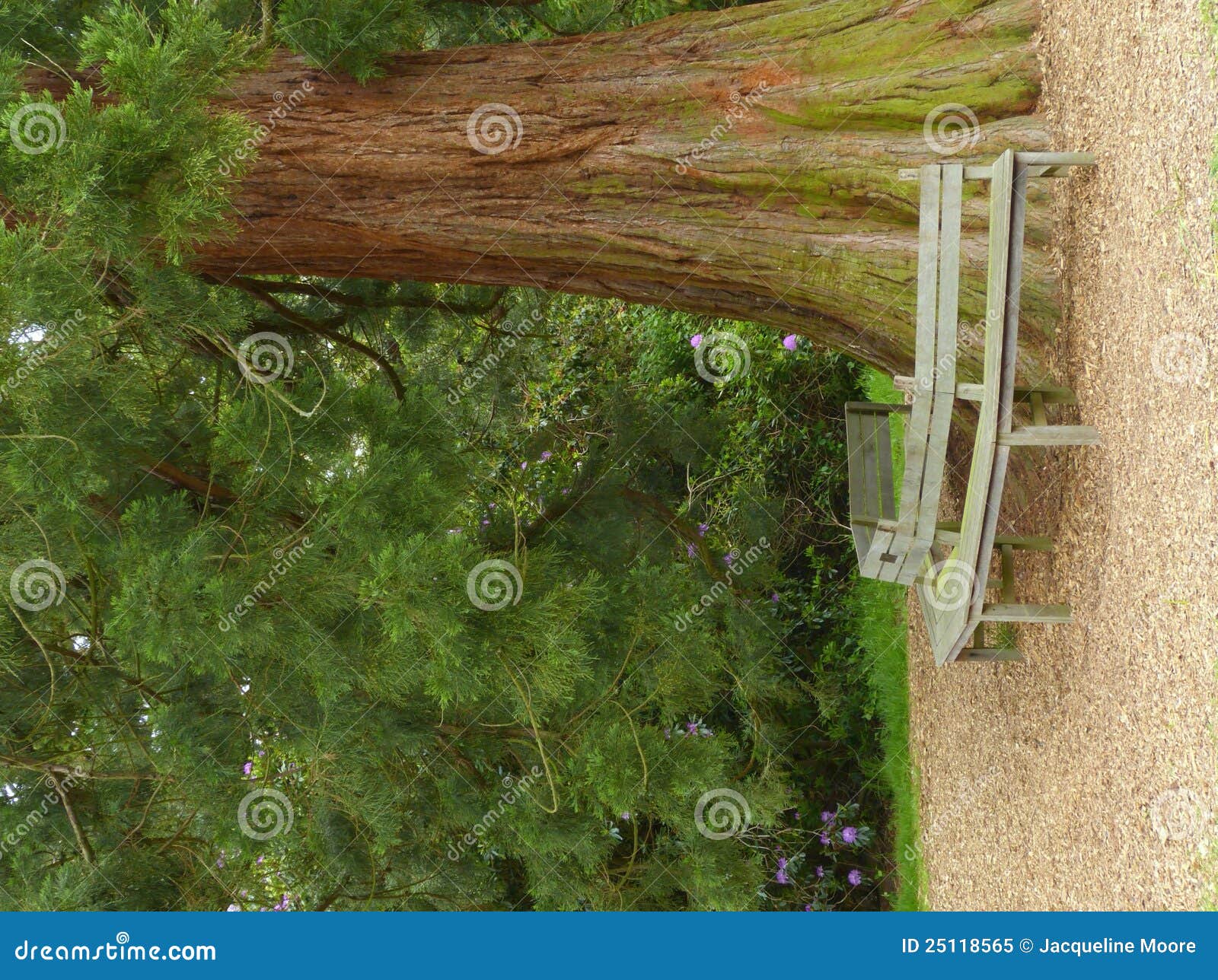 Bench beside tree stock image. Image of bench, pine, rest - 25118565