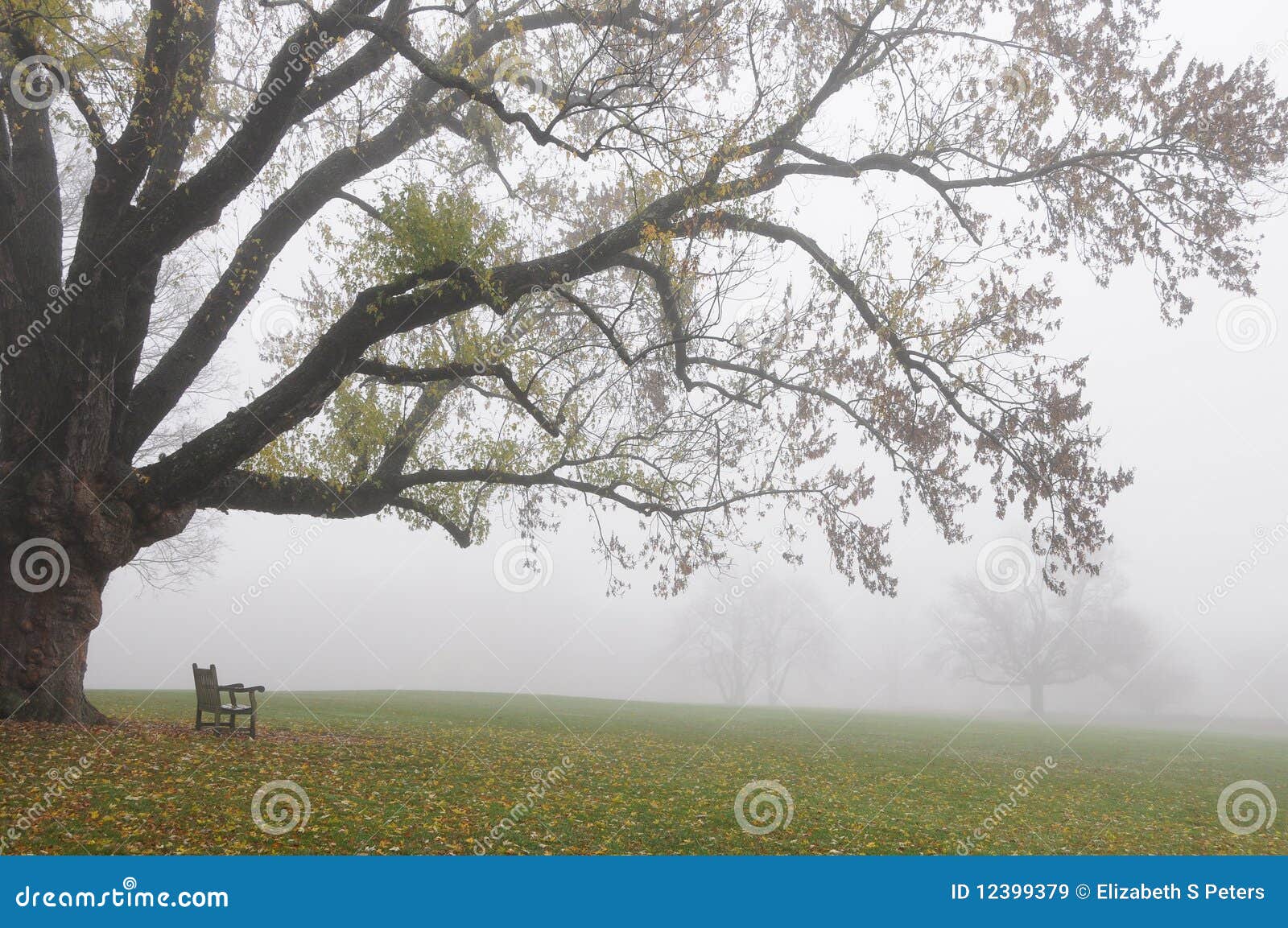 Bench and Tree in Autumn Fog Stock Image - Image of mist, peaceful ...