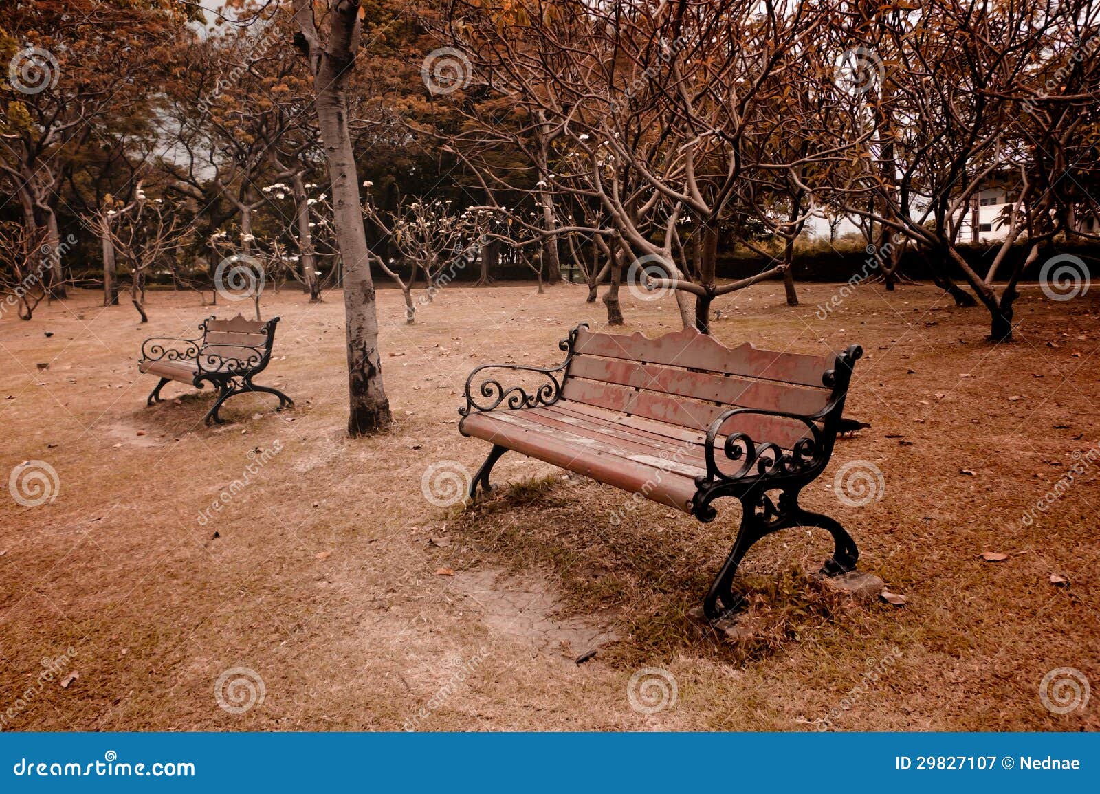 Bench in City Park in the Autumn Stock Image - Image of park, grass ...