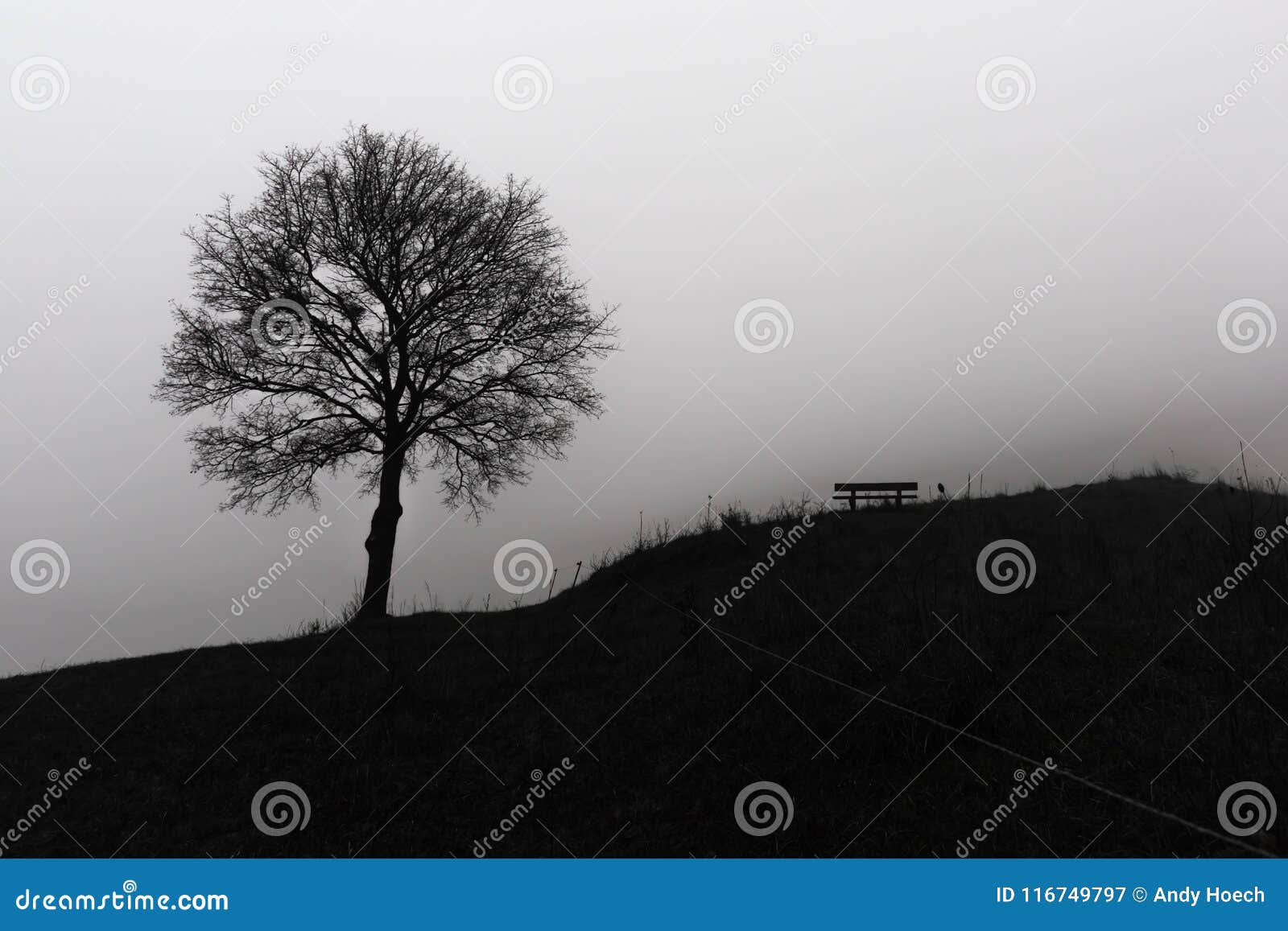 The Bench and the Tree in the Fog Stock Image - Image of nature ...