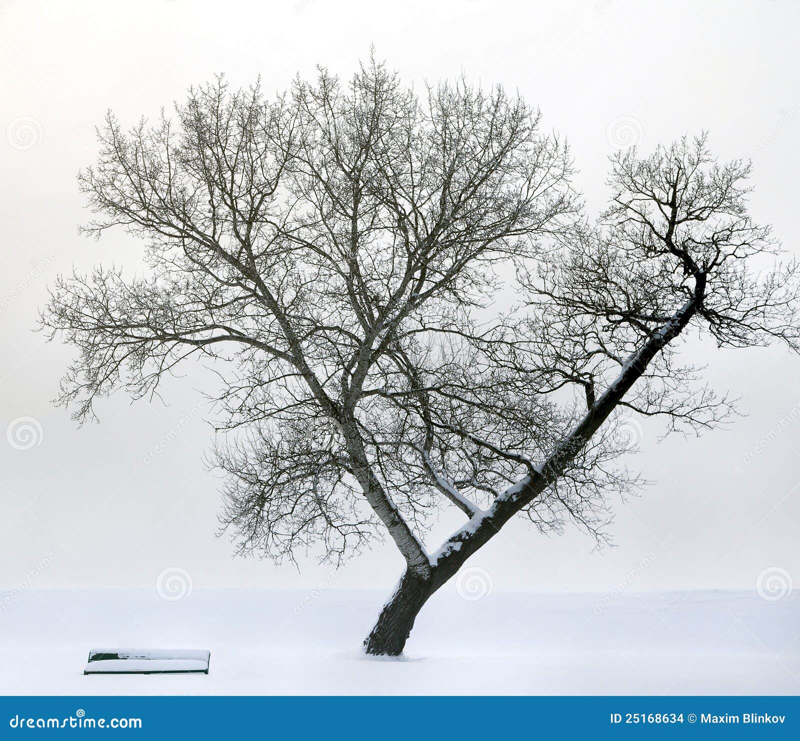 Bench and tree in fog stock photo. Image of nature, artistic - 25168634
