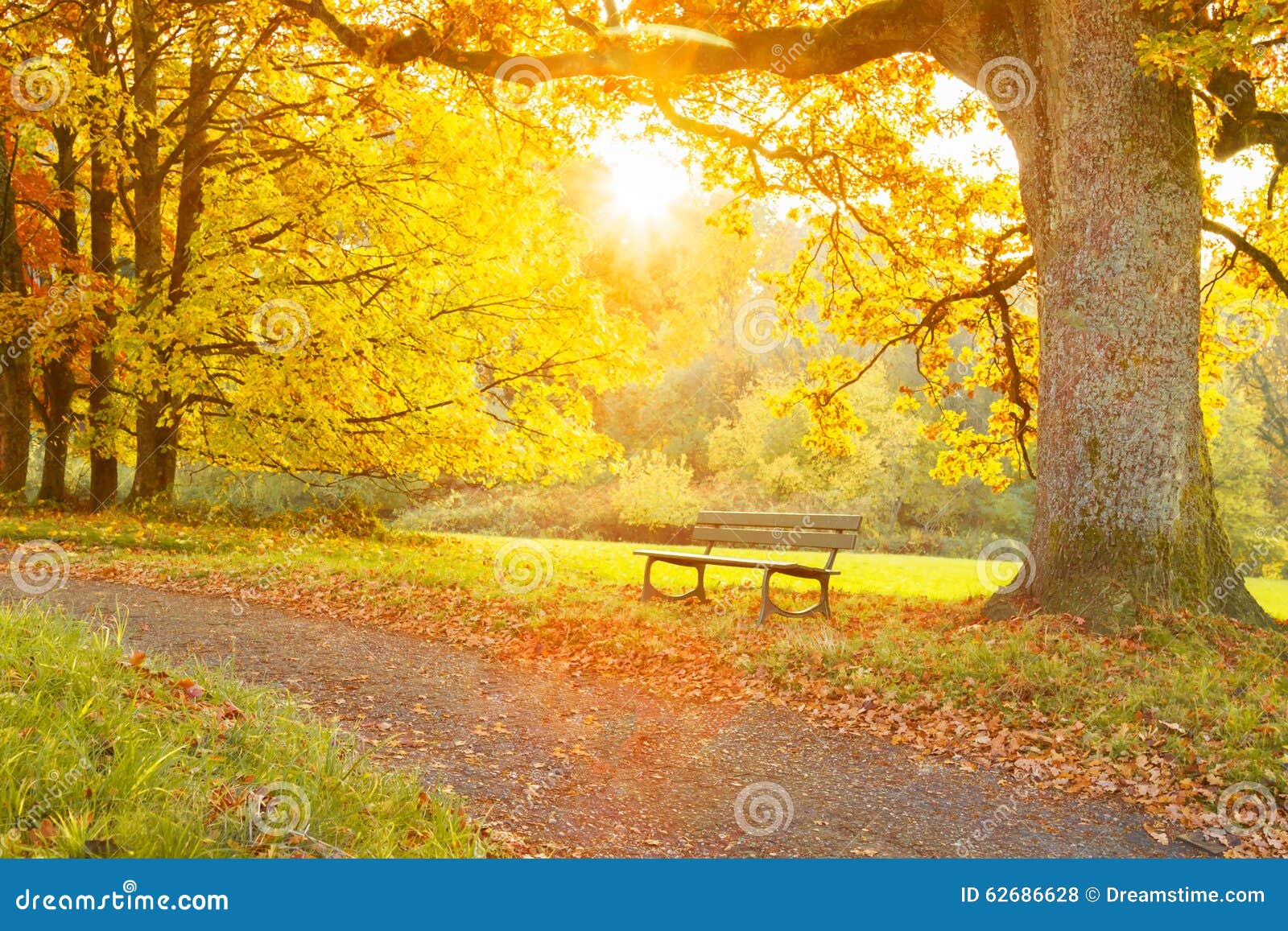 Bench and Tree at a Path in a Park Stock Photo - Image of grass, wide ...