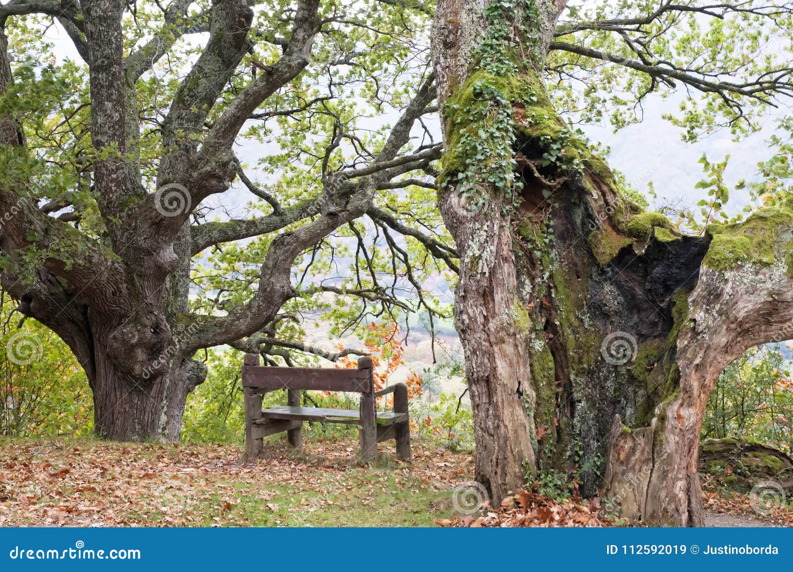 Bench between Two Centuries-old Trees Stock Image - Image of park ...