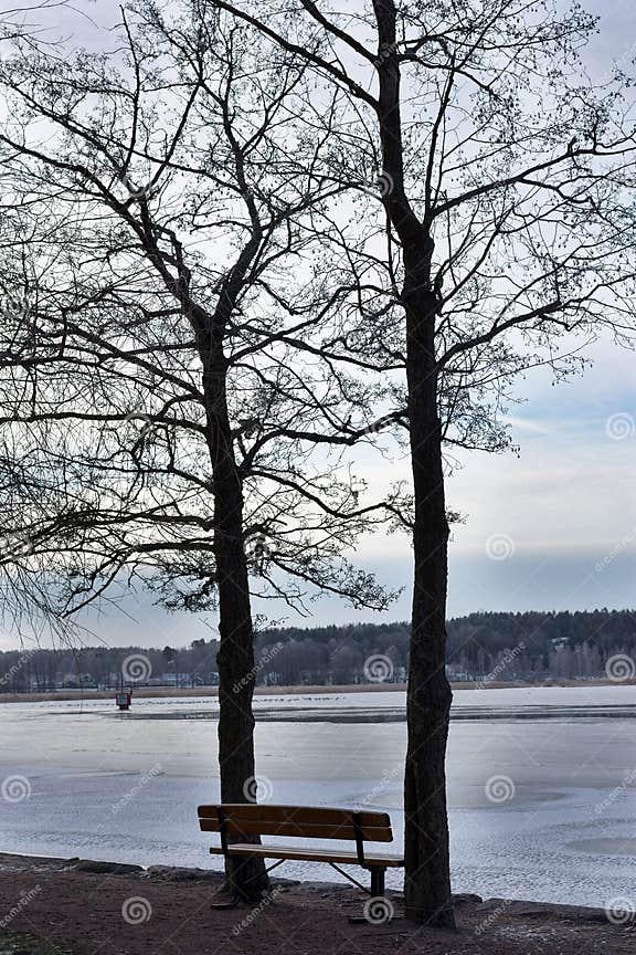 Bench between Two Trees in Winter Time Stock Image - Image of frost ...