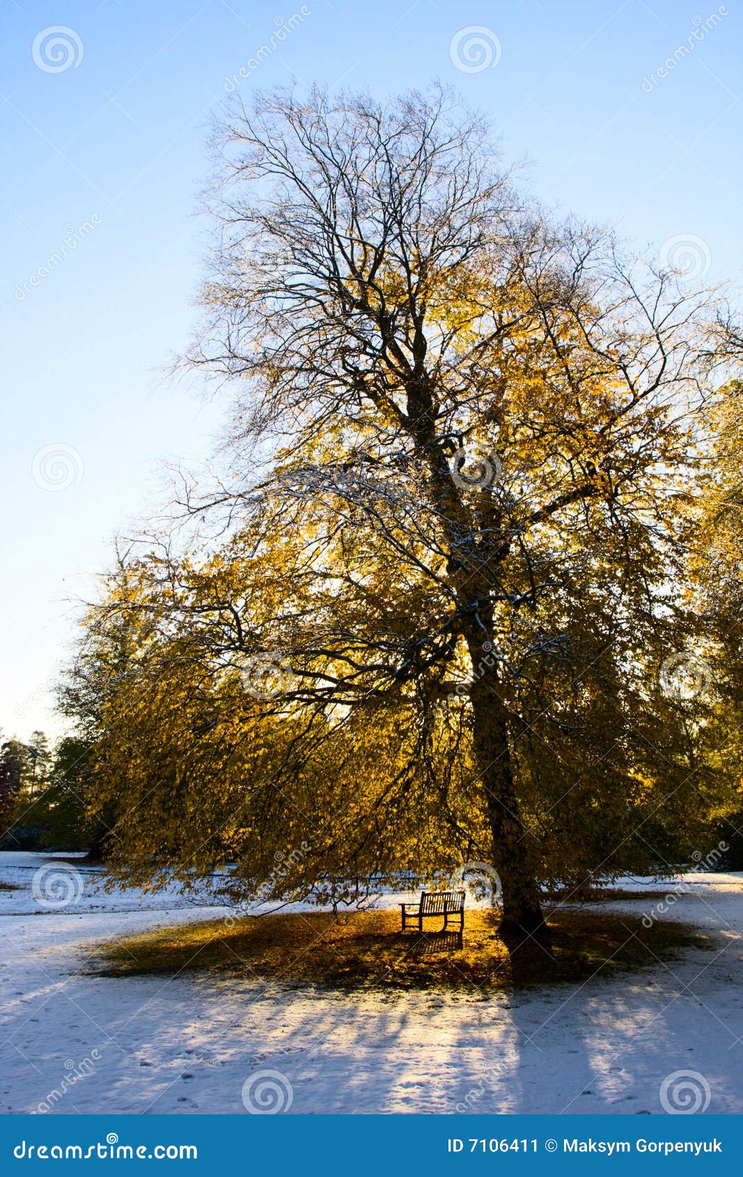 Bench under autumn tree stock image. Image of fall, sunlight - 7106411